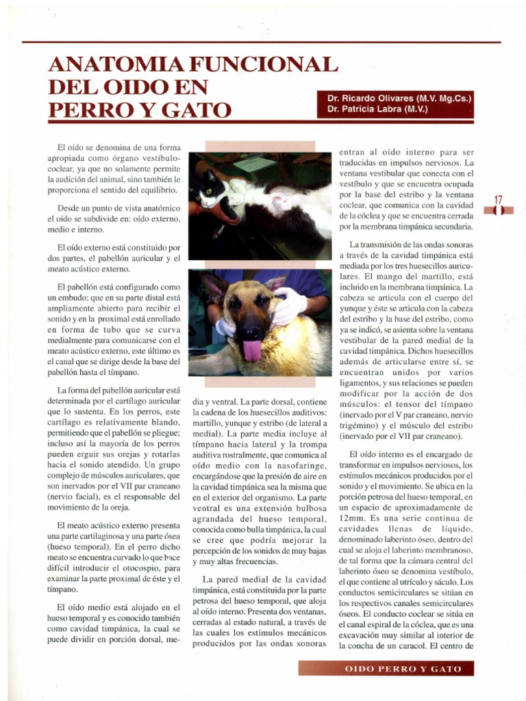 Anatomía Funcional Del Oído en Perro y Gato | PDF