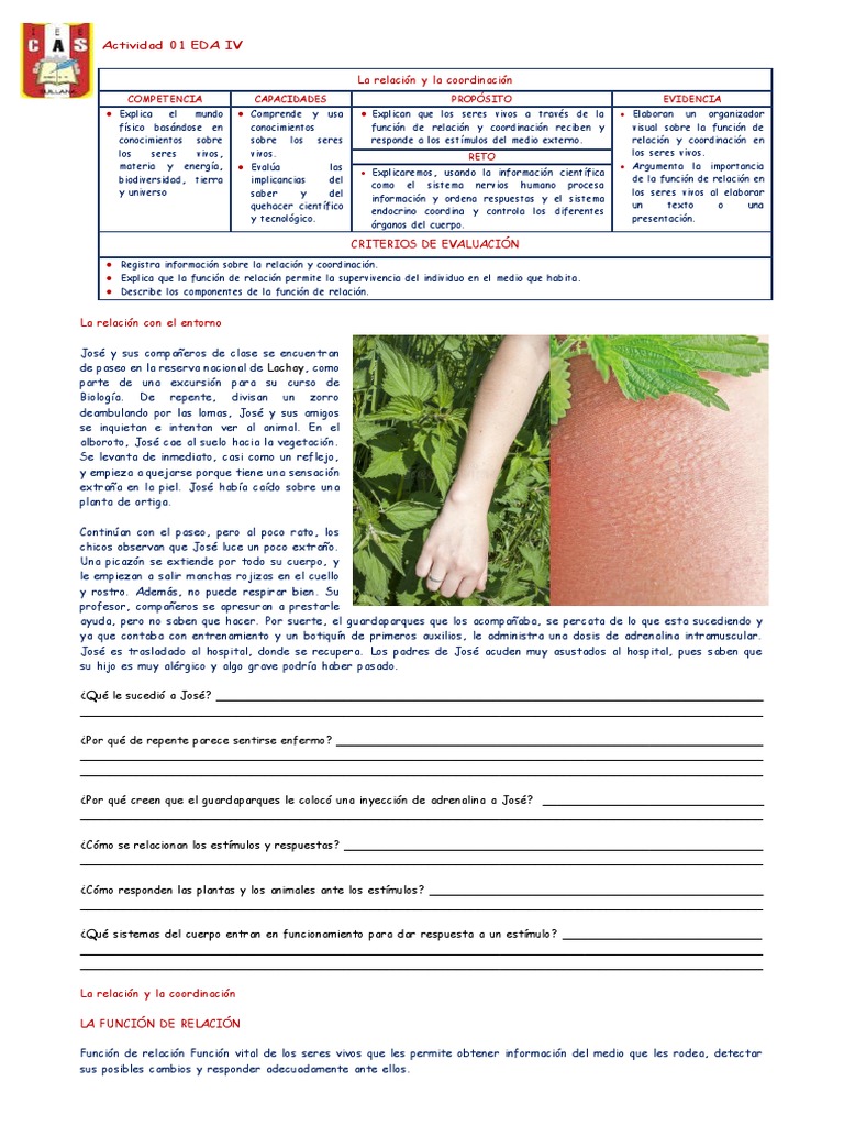 ADA 01 Exp. IV Función de relación y coor | PDF | Sistema endocrino ...