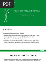 Anatomía de La Mano | PDF | Mano | Sistema musculoesquelético