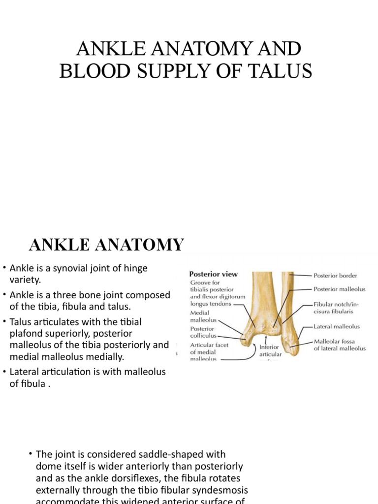 Ankle Anatomy and Talus Blood Supply | PDF | Ankle | Limbs (Anatomy)
