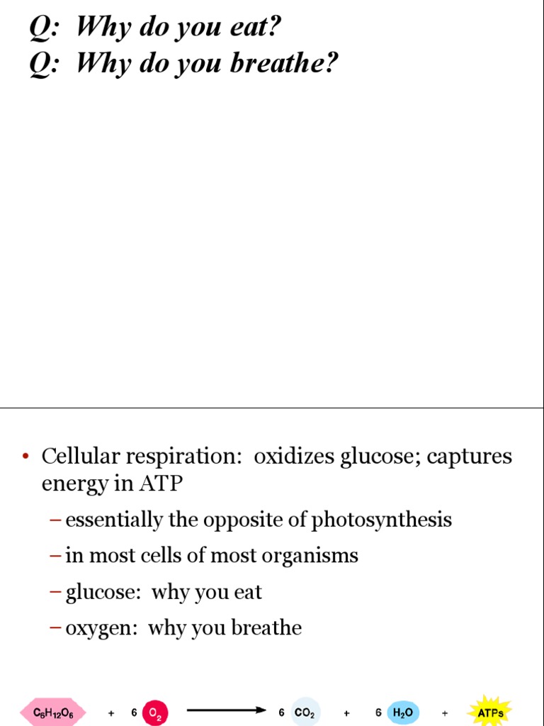 CH 7 Cellular Respiration Complete | PDF | Adenosine Triphosphate ...