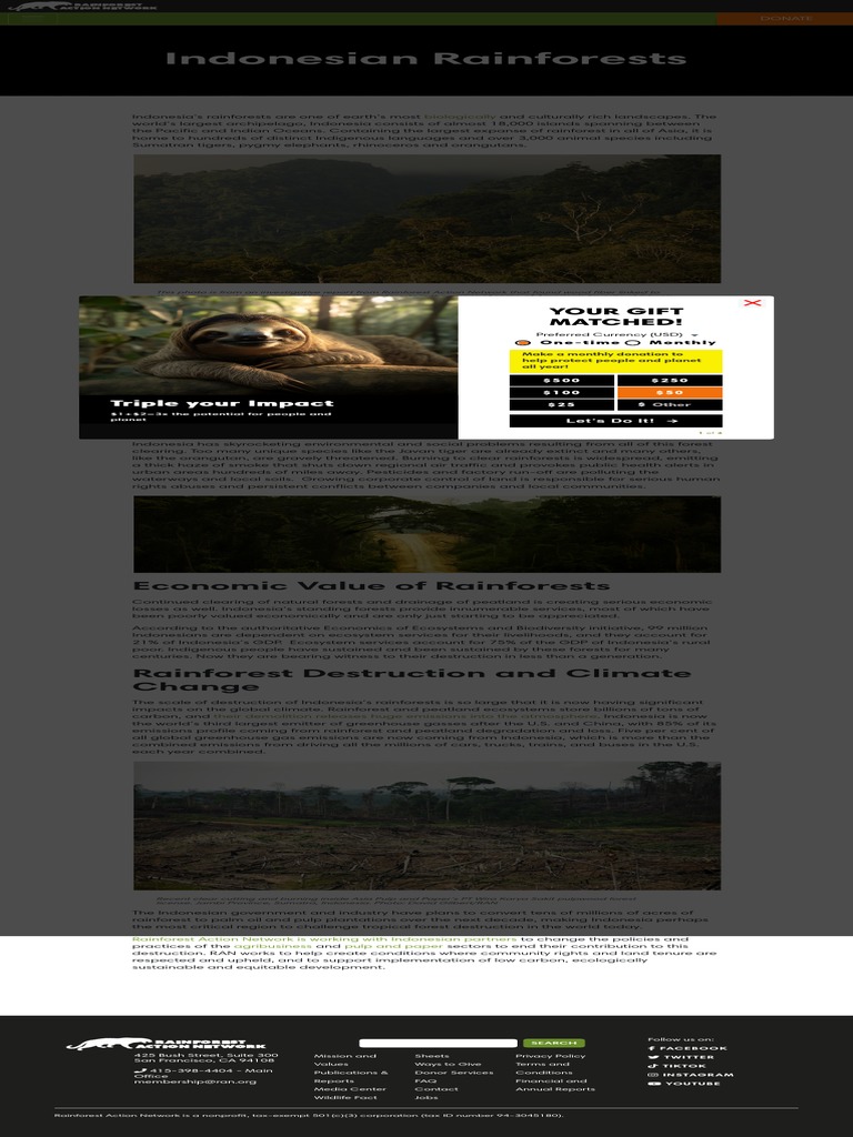 Indonesian Rainforests - Rainforest Action Network | PDF | Rainforest | Indonesia