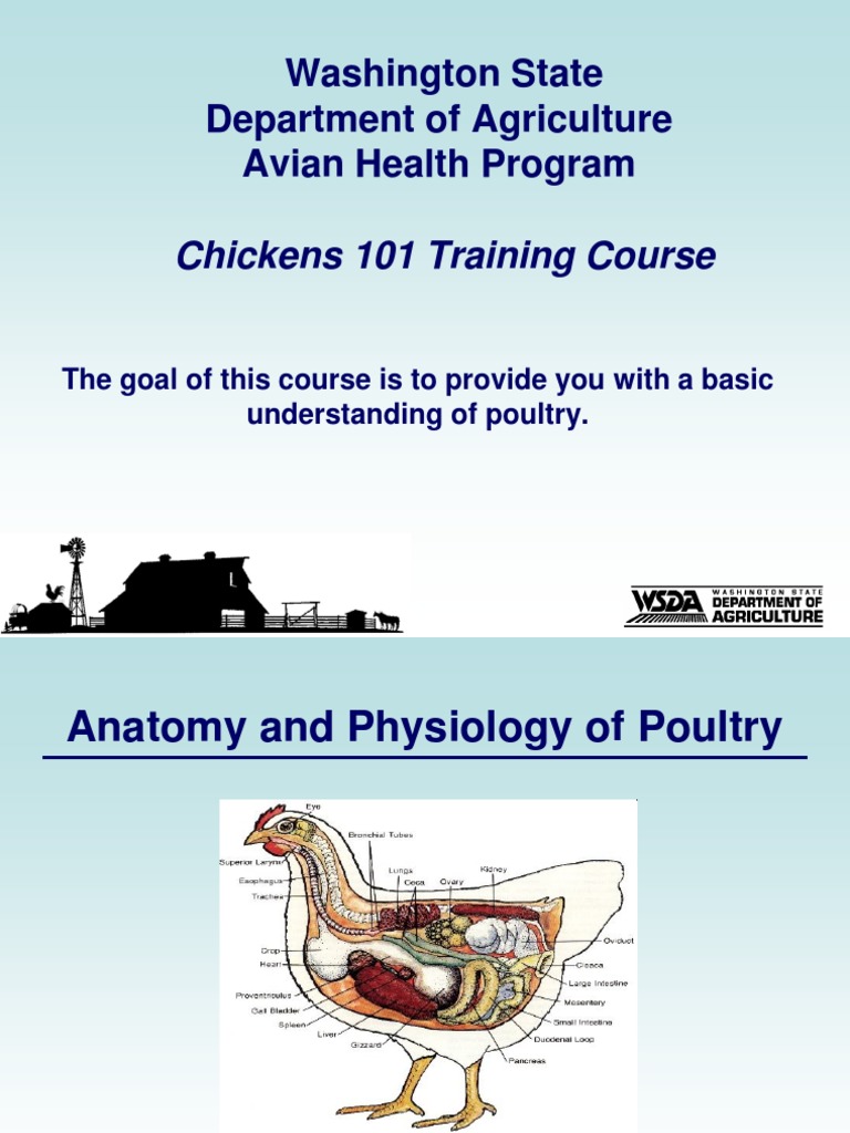 Anatomy and Physiology of Poultry | PDF | Feather | Chicken
