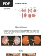 Bula Atensina 0100mg Com 30 Comprimidos Boehringer 103 | PDF ...