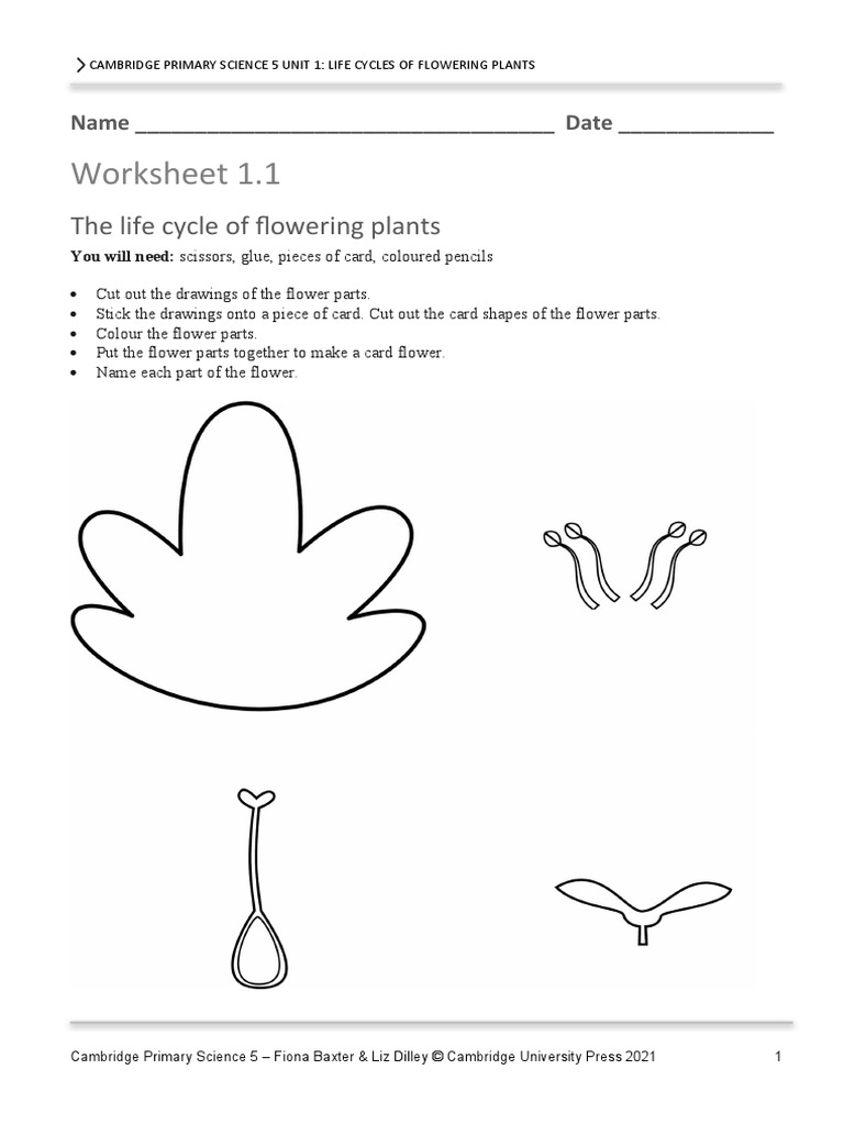 P - Science - 5 - Worksheets - Unit 1 | PDF | Flowers | Petal