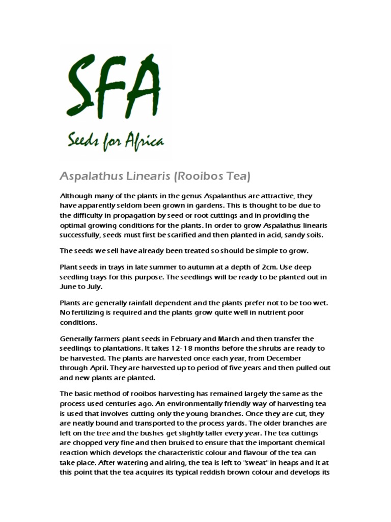 Rooibos Tea | PDF | Tea | Plants