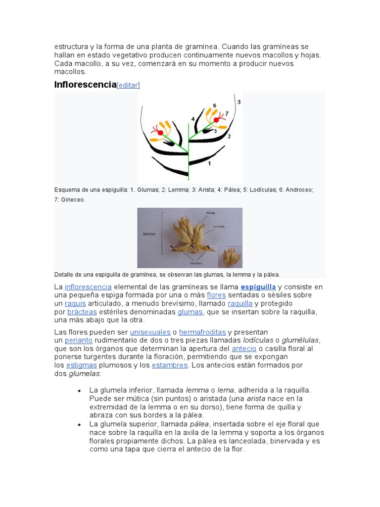 Inflorescencia: Editar | PDF | Botánica | Plantas