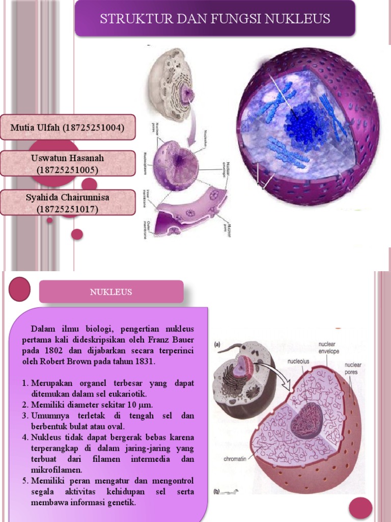 STRUKTUR FUNGSI NUKLEUS | PDF