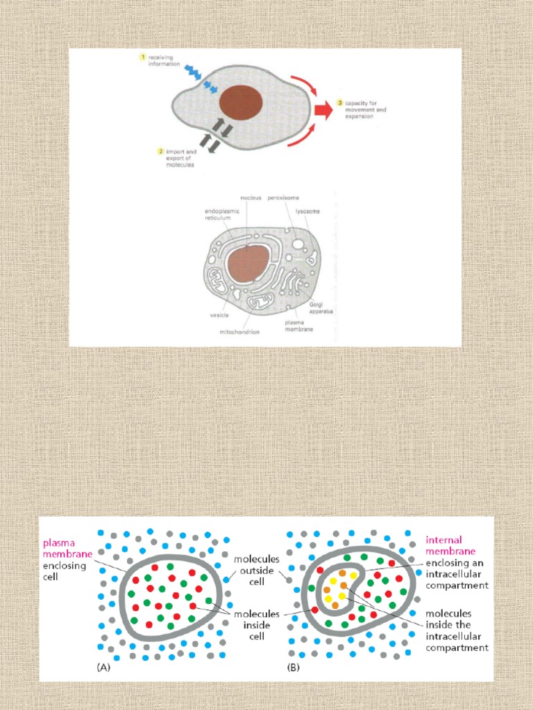 Alberts Essentials 3a Ed Cap 11 y Agregados | PDF