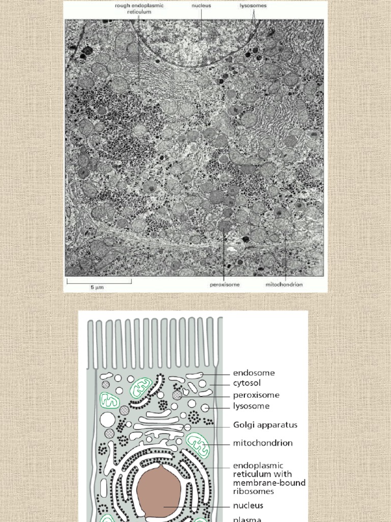 Alberts Essentials 3a Ed Cap 15 Intracellular Compartments and ...