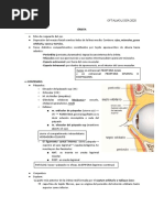 Región Geniana o Región de La Mejilla | PDF | Anatomía | Anatomía humana