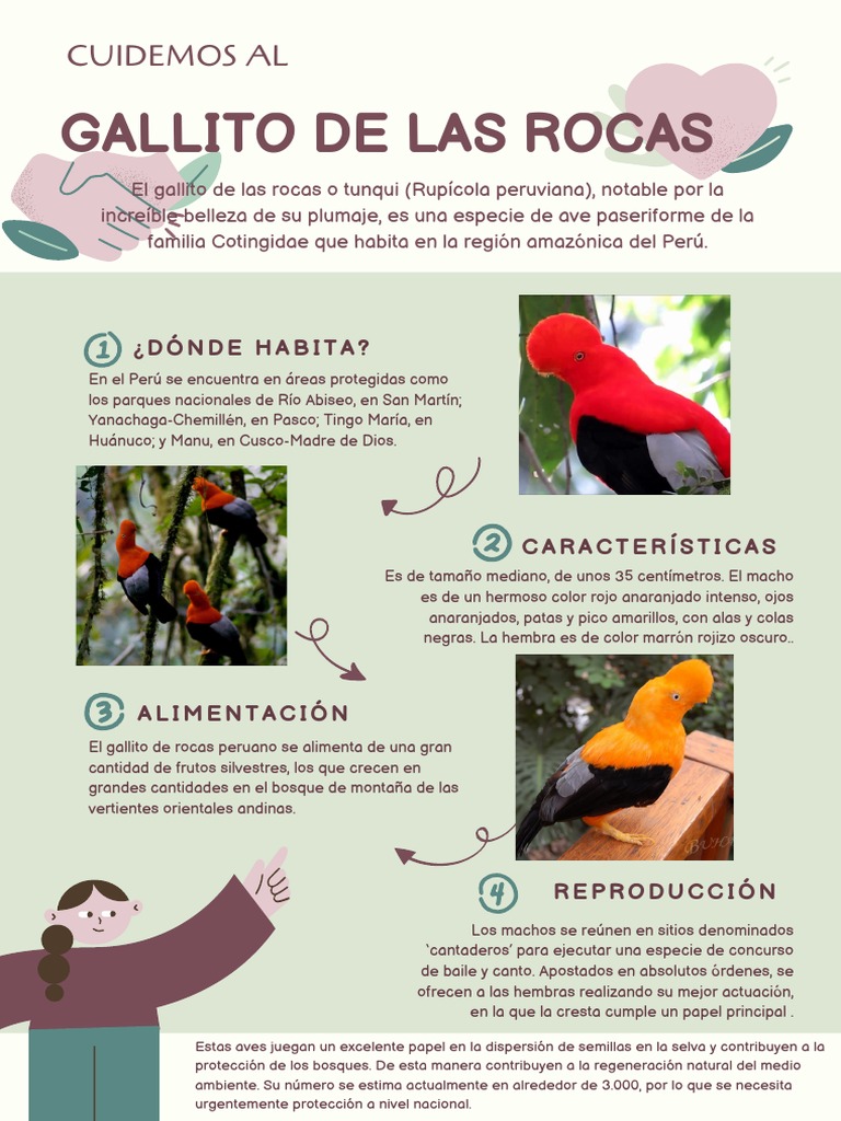 Gallito de Las Rocas | PDF