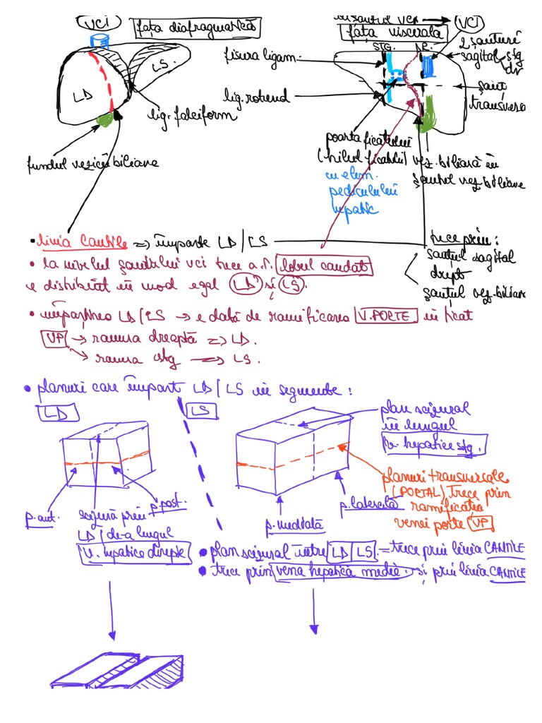 Anatomia ficatului | PDF