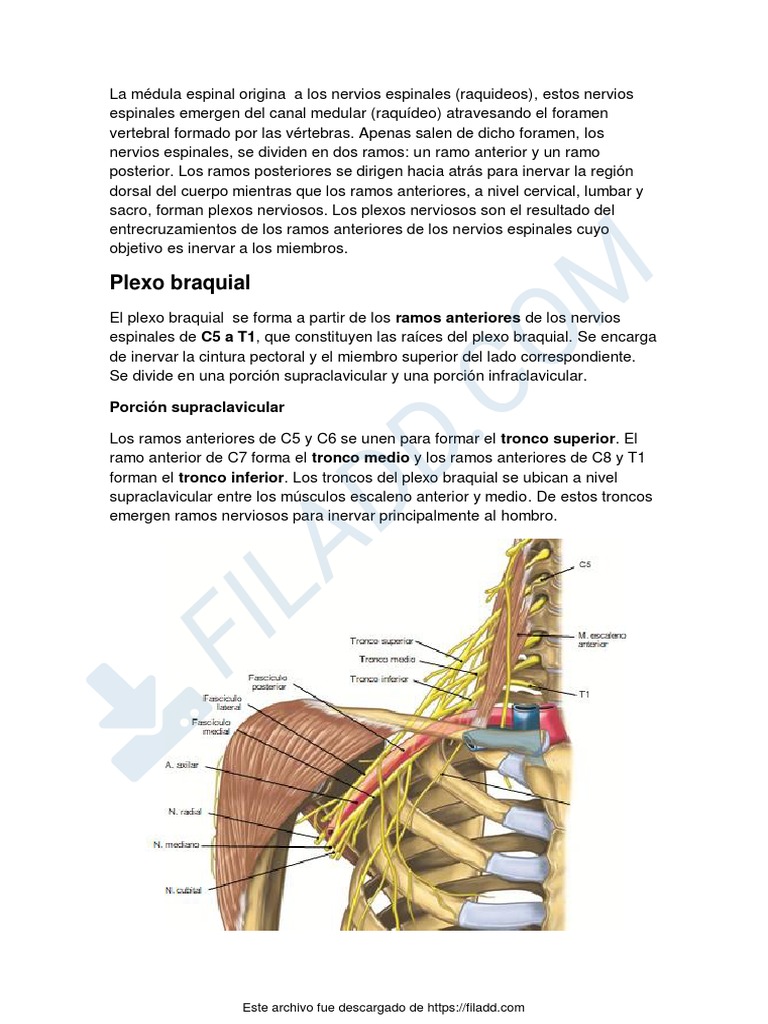 Mano Musculos Inervacion Plexo Braquial y Vascularizacion | PDF | Mano | Extremidades (anatomía)