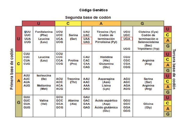Tabla Código Genético | PDF