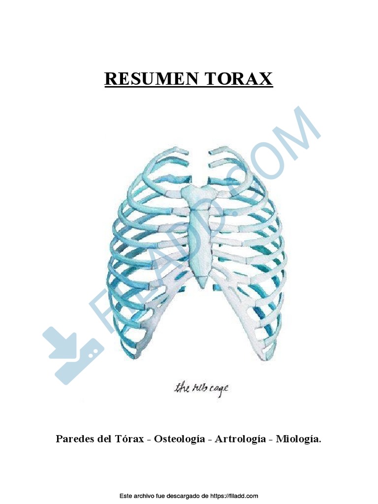 Anatomía de la Caja Torácica | PDF | Tórax | Articulación