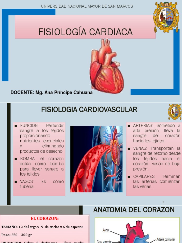 ANATOMIA Y FISIOLOGIA CARDIACA | PDF | Potencial de acción | Fisiología