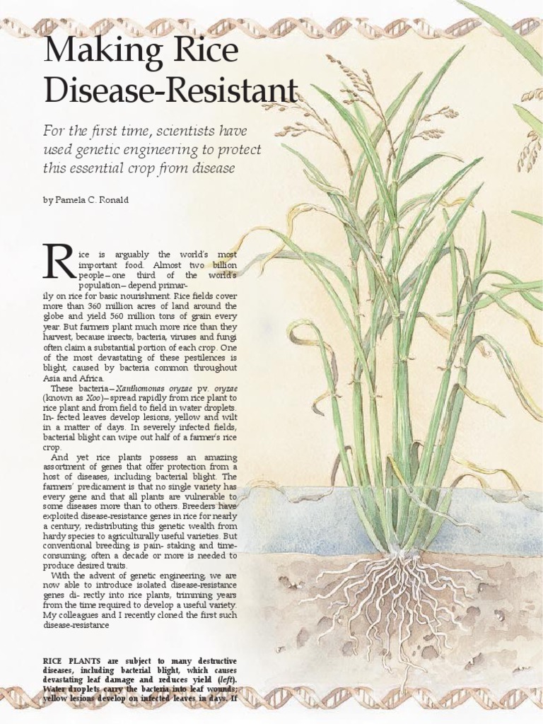 2marking Rice Disease-Resistant | PDF | Plant Breeding | Genetically ...