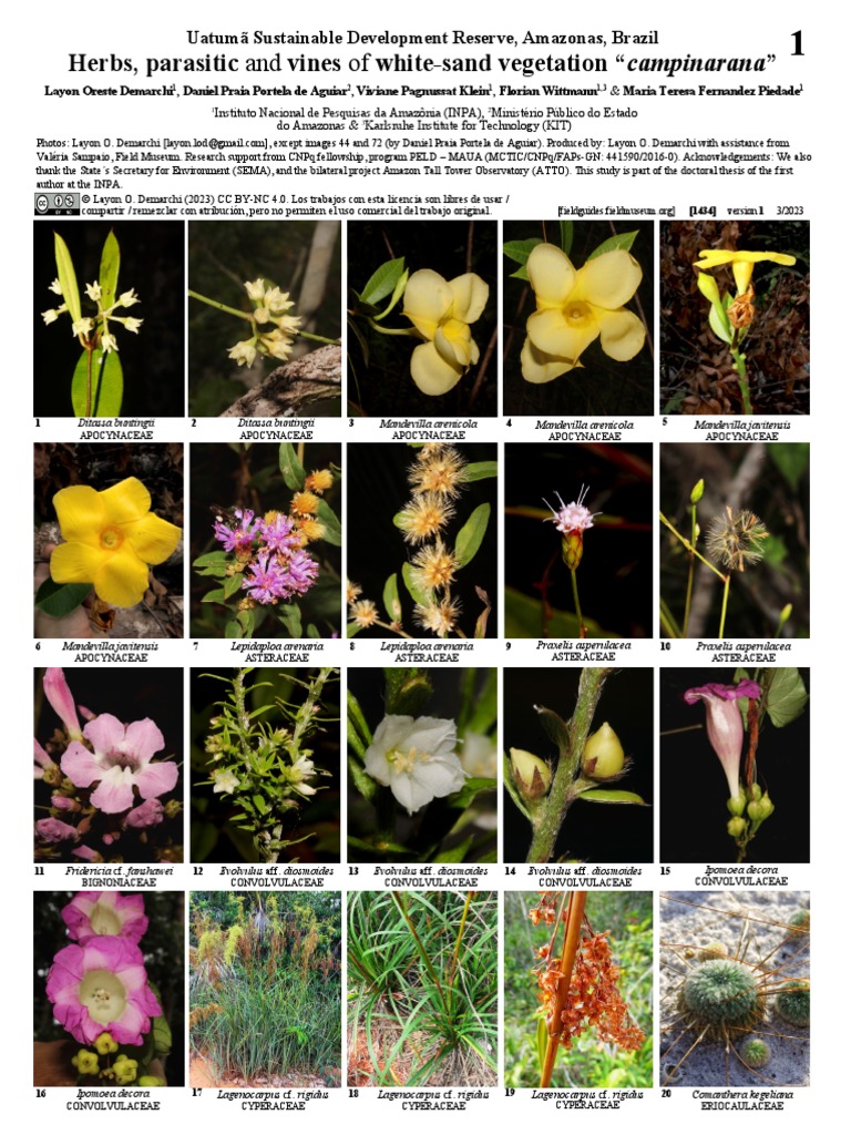 1434 - BRAZIL - Herbs - Parasitic - Vines of Uatumã | PDF | Earth Sciences