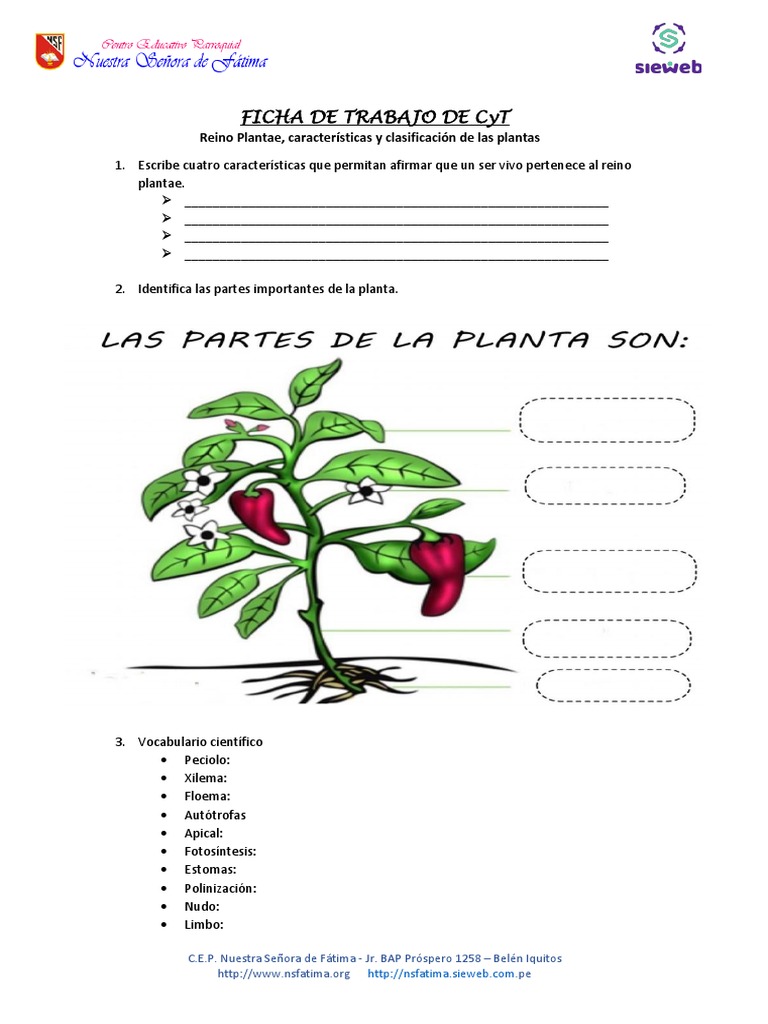 FICHA DE TRABAJO CLASIFICACION DE LAS PLANTAS | PDF