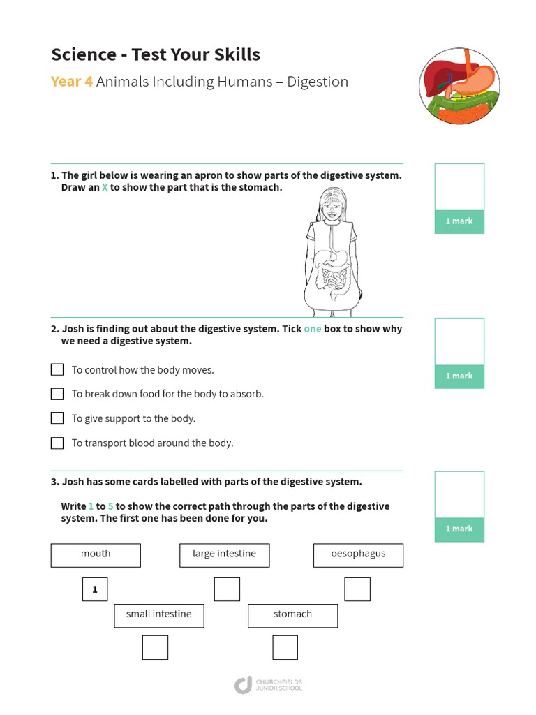 Year 4 Digestive System Skills Test | PDF | Tooth | Digestion