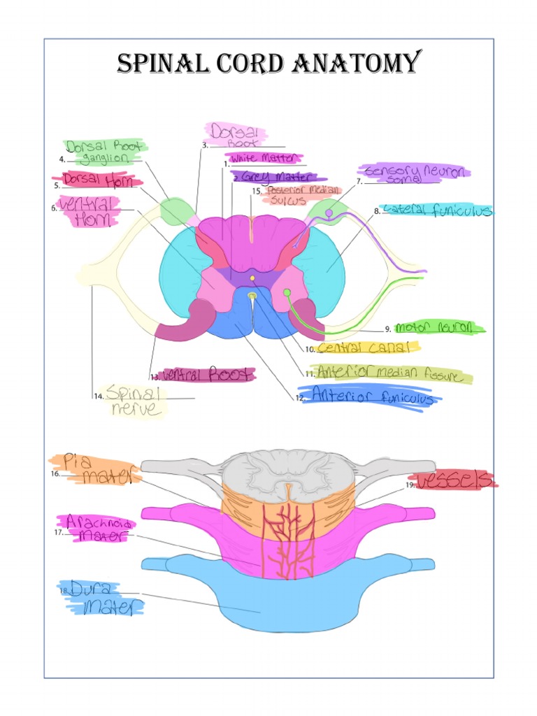 Spinal Cord Anatomy | PDF