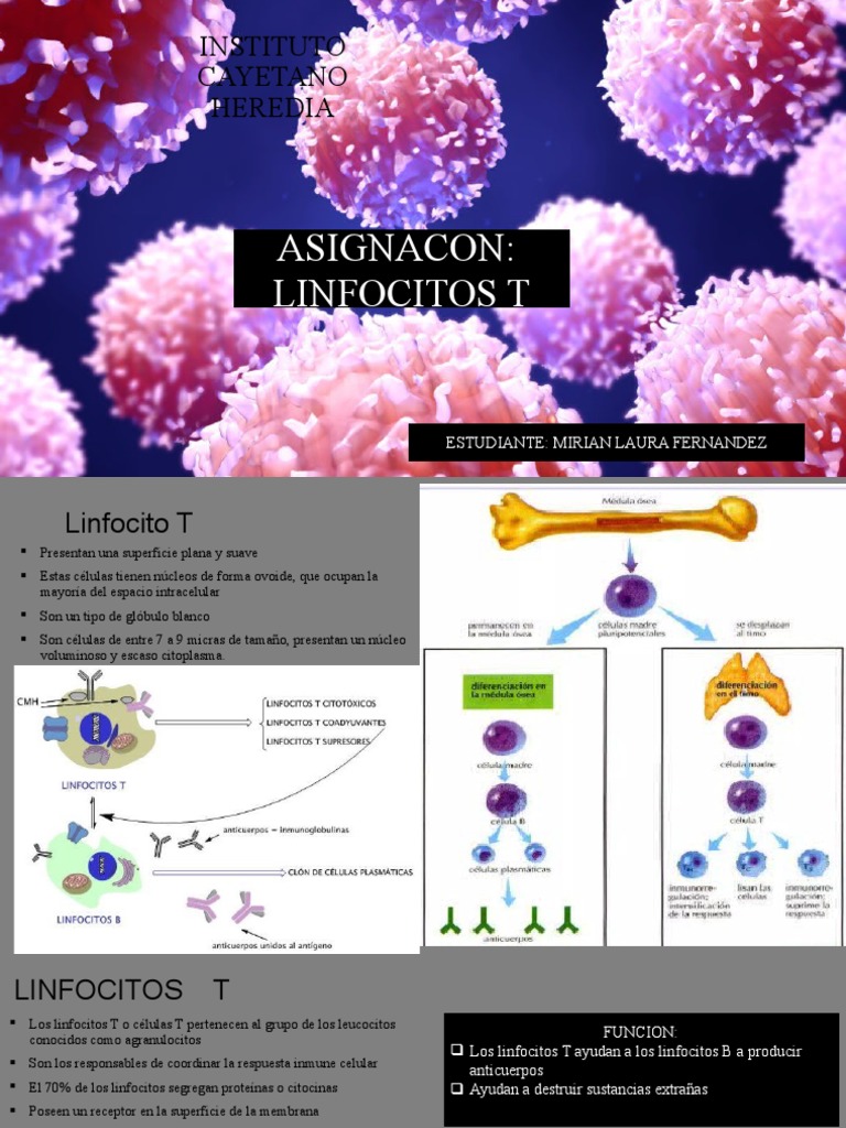Linfocitos T | PDF | Linfocitos | Célula T
