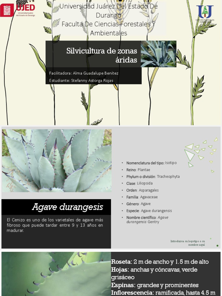 Agave y Damiana | PDF | Plantas | Botánica