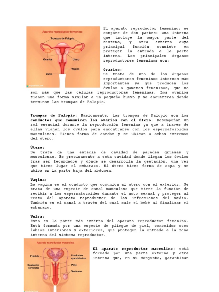 El aparato reproductor femenino | PDF | Sistema reproductivo | Especialidades Medicas