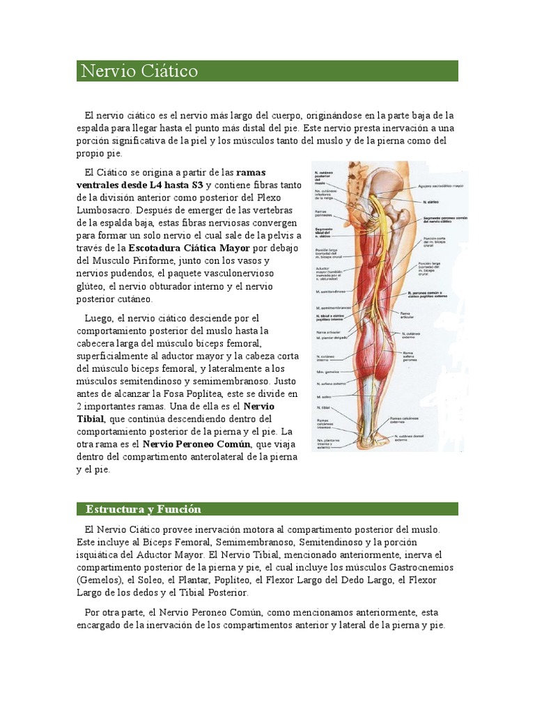 Inervación del Nervio Ciático y sus Ramas | PDF | Neuroanatomía ...