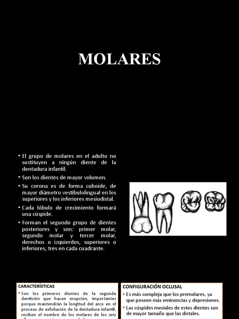 Anatomía de los Molares Superiores | PDF | Anatomia dental | Diente
