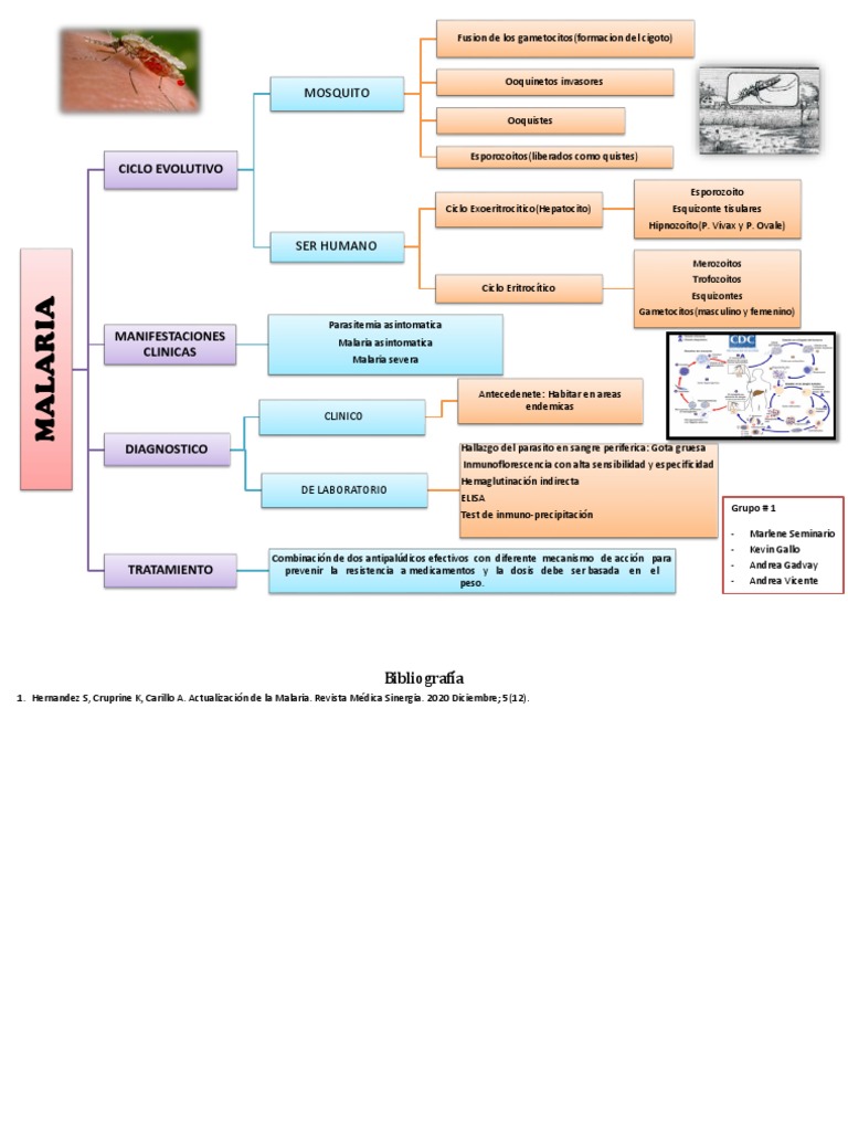 Mapa Conceptual Paludismo | PDF | Malaria | Causas de la muerte