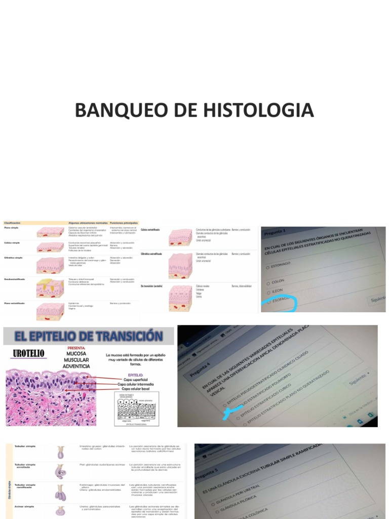 Banqueo Histologia Teoria - Parcial | PDF | Epitelio | Tejido conectivo
