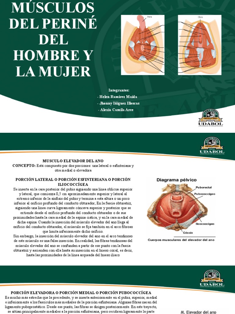 Músculos Del Periné Masculino y Femenino | PDF | Vagina | Pelvis