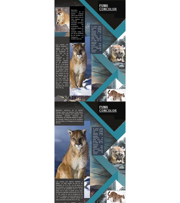 Exposición - El Puma | PDF | Puma | Felinos