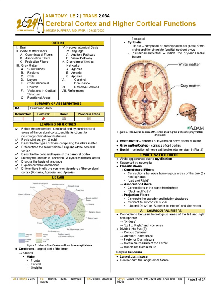 Cerebral Cortex and Higher Functions | PDF | Cerebral Cortex | Corpus ...