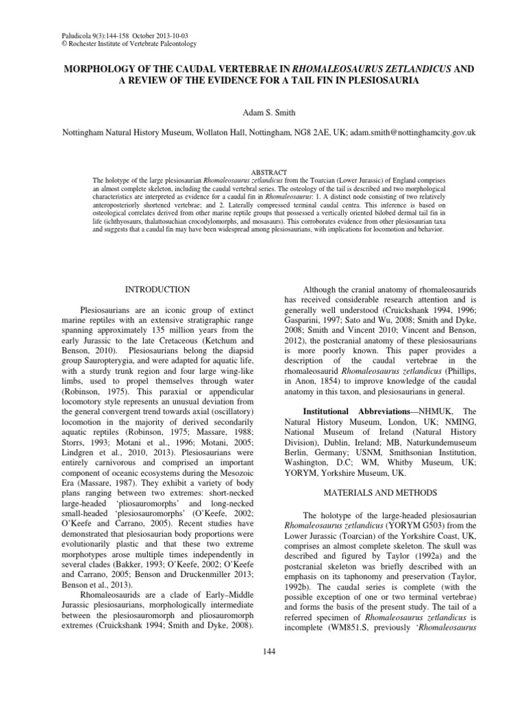 Morphology of The Caudal Vertebrae in RH | PDF | Vertebra | Vertebral ...