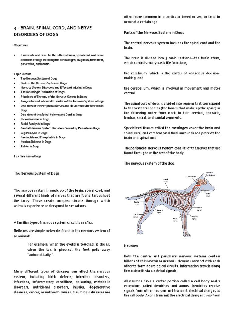 Nervous System Disorders Animals Neurological Disorders In Cats: