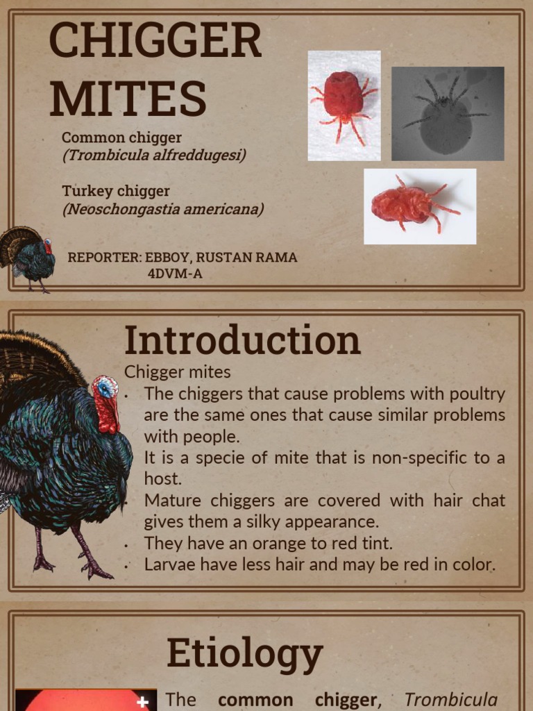 Chigger Mites | PDF
