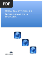 Prensa de Herofilo | PDF | Cerebro | Vena