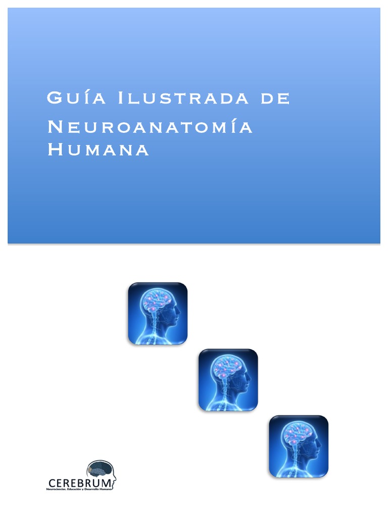 Guía de Neuroanatomía Humana | PDF | Sinapsis | Cerebro