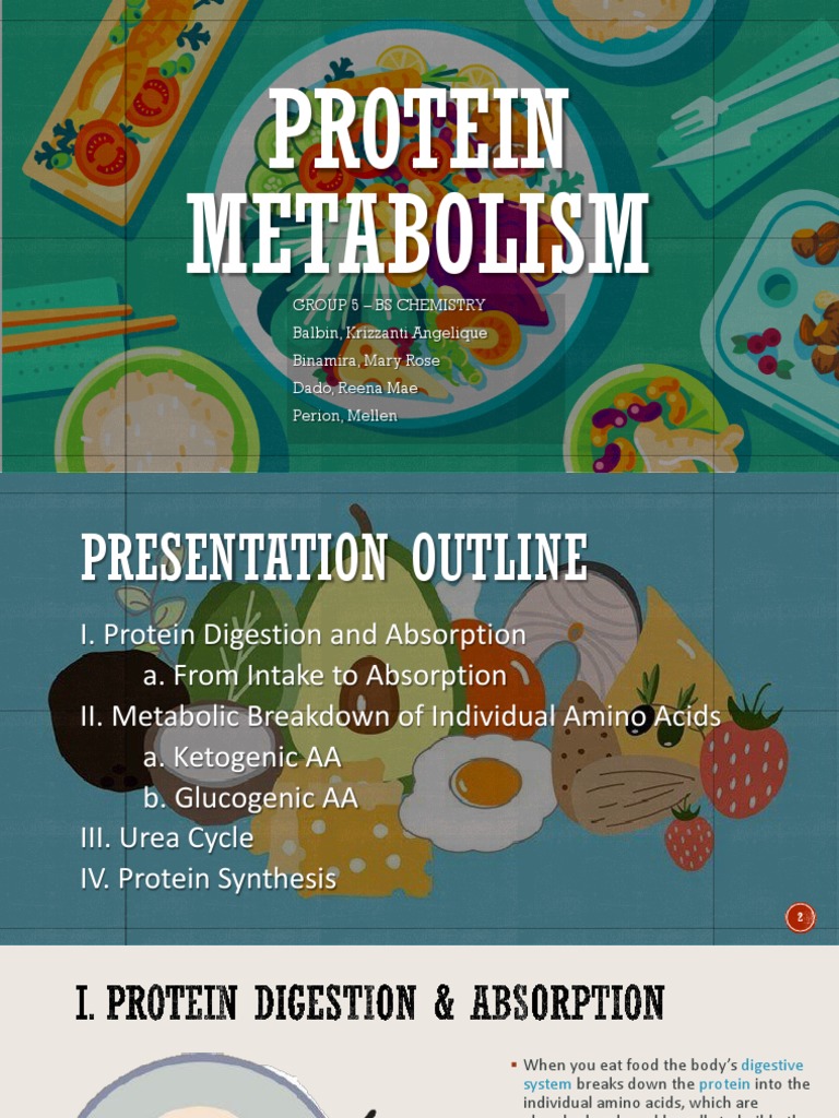 Protein Digestion & Absorption | PDF | Digestion | Stomach