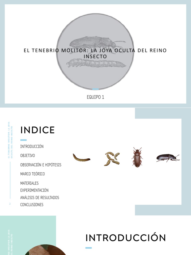 El Tenebrio Molitor | PDF | Insectos | Sistema digestivo humano