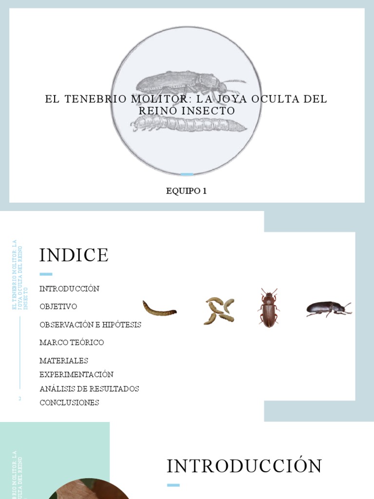 Ciclo de Vida del Tenebrio Molitor | PDF | Insectos | Escarabajo