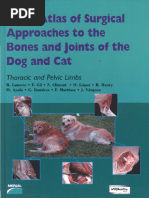 Cat Vs Dog Anatomy Anatomical Differences | PDF | Vertebra | Thorax
