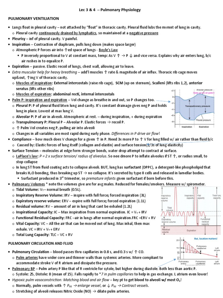 Lec 3&4 - Pulmonary Physiology | PDF | Lung | Blood Vessel