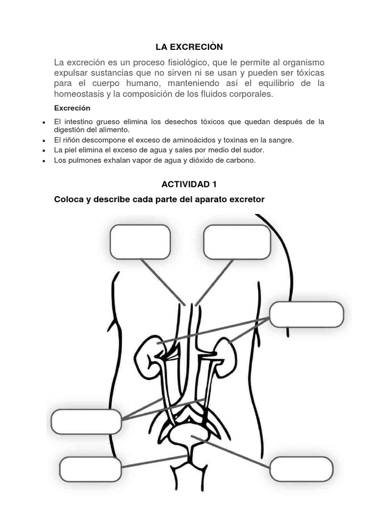 Sis. Excretor Ficha de Actividad | PDF