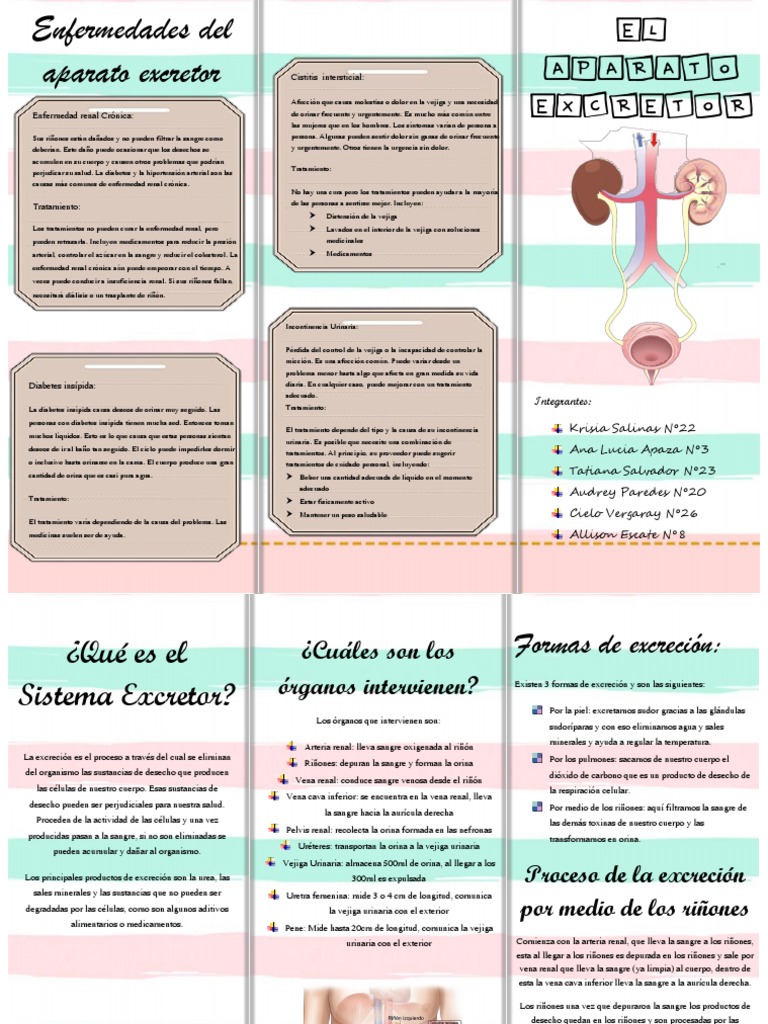 Triptico Del Aparato Excretor | Descargar gratis PDF | Orina | Riñón