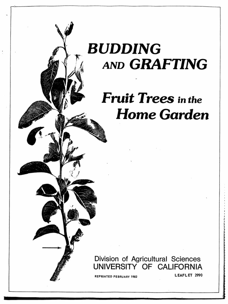 Budding and Grafting Fruit Trees in The Home Garden | PDF | Grafting ...
