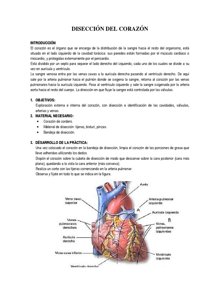 Disección Del Corazón | Descargar gratis PDF | Ventrículo (corazón ...